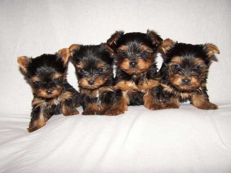 Yorki kiskutya - yorkshire terrier kölyök | kutyazona.hu