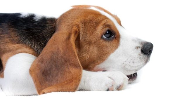 Beagle kutya - kutyafajta leírás, jellemzői, tartása, képekkel ...