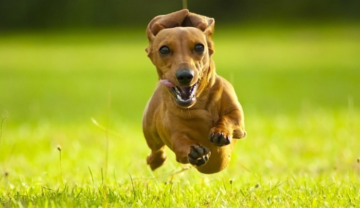 Tacskó kutya - Dachshund - fajtaleírás, jellemzői, tartása képekkel