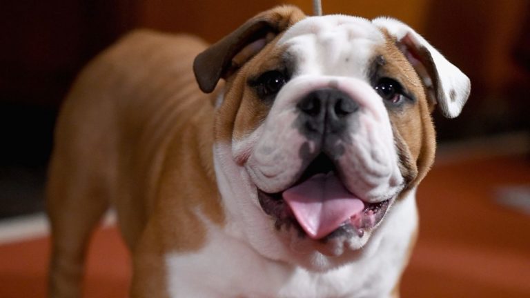 Angol bulldog kutya fajtaleírás, jellemzői, tartása - kutyazona.hu