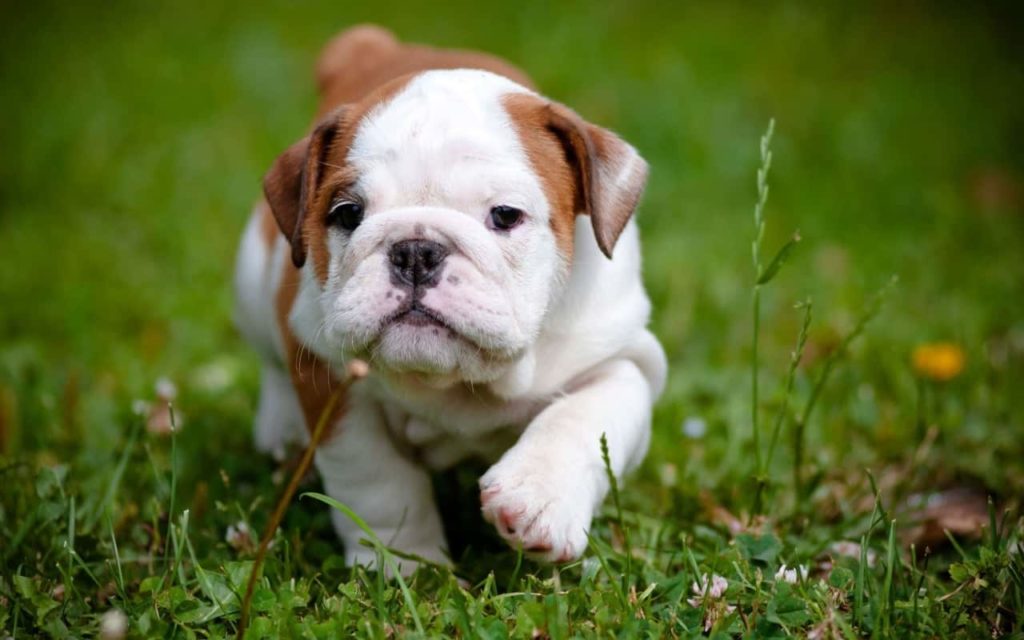 Angol bulldog kutya fajtaleírás, jellemzői, tartása - kutyazona.hu
