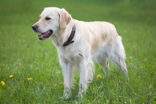 Golden retriever nevek: Több, mint 100 remek ötlet! | kutyazona.hu